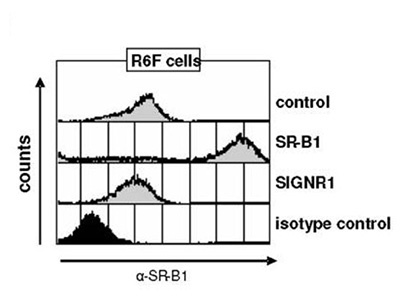 Scavenger Receptor BI Antibody (for Flow Cytometry) from Novus ...