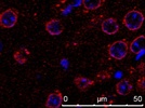 FKBP4 Antibody for Use on Mouse Brain Slices | Biocompare Antibody Review
