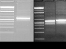 Maximize Double Stranded RNA Synthesis Using 5x MEGAscript T7 Kit ...