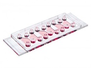 Need Nutrients? Let These Microfluidic Cell Migration Assays Point the ...