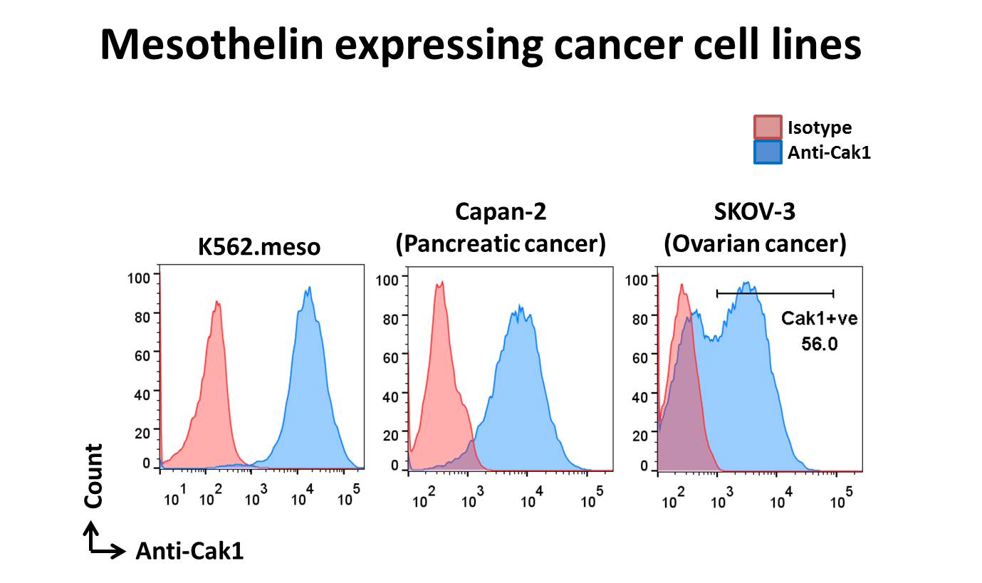 Great antibody and good specificity | Biocompare Antibody Review