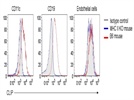 High background level | Biocompare Antibody Review