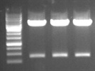 High Fidelity Restriction Enzyme for Cloning | Biocompare.com Kit ...