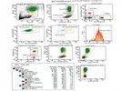 K9 Immunophenotyping Using CD14 BV650 for Cell Surface Staining ...