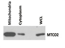 Western Blot Analysis of MTCO2 | Biocompare Antibody Review