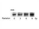 Phospho-p53 (Ser15) Antibody from Cell Signaling Technology ...