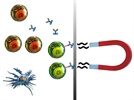 Four Key Considerations When Performing Magnetic Cell Separation ...
