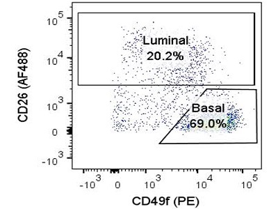 Good Basal Epithelial Cell Marker | Biocompare Antibody Review