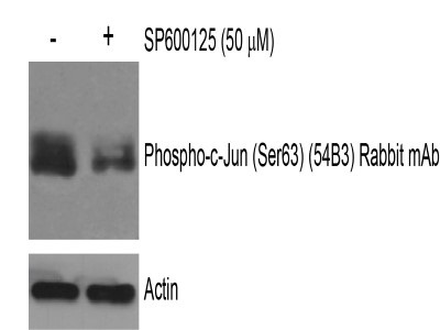 p-c-JUN antibody for Western Blotting | Biocompare Antibody Review