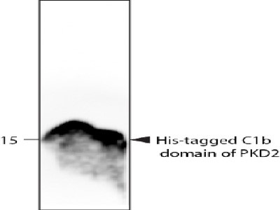 His tag antibody for Western Blotting | Biocompare Antibody Review