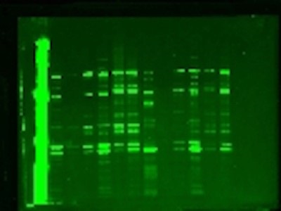 Cell Fractionation Kit Review | Biocompare.com Kit/Reagent Review