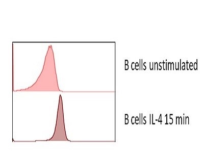 Phosphorylation Of STAT6 In Mouse B Cells | Biocompare Antibody Review