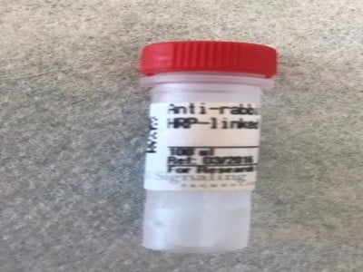 Anti-Rabbit HRP-linked Secondary Antibody | Biocompare Antibody Review