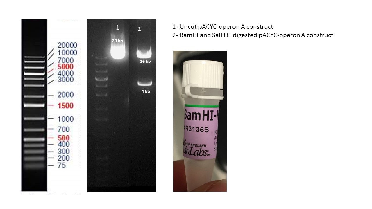 Diagnostic Restriction Mapping Of Plasmid Constructs | Biocompare.com ...