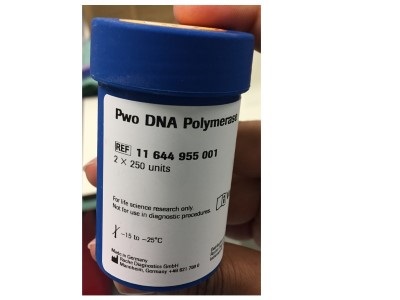 Amplification Of High Quality DNA Fragment With High Fidelity Using Pwo ...