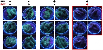 Gene Editing at the Flip of a Switch | Biocompare: The Buyer's Guide ...