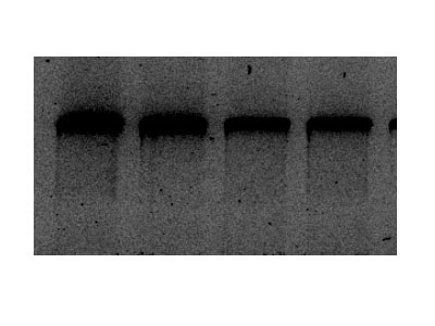 RNA Extraction Kit for Samples with High Lipid Content | Biocompare.com ...