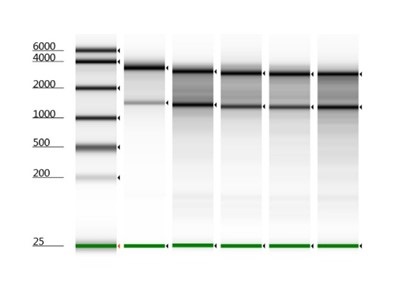 Homogenizer for Skin Total RNA Extraction | Biocompare Product Review.