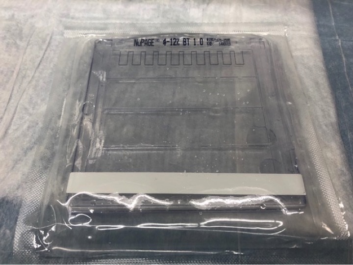 Precast Polyacrylamide Gels for Protein Electrophoresis | Biocompare ...