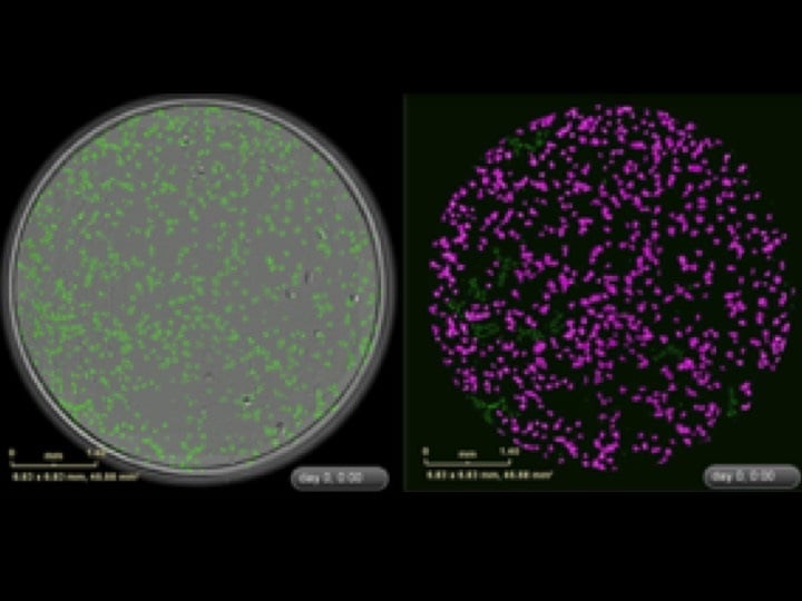 IncuCyte Zoom Allows for Live Cell Imaging and Massive Data Processing ...