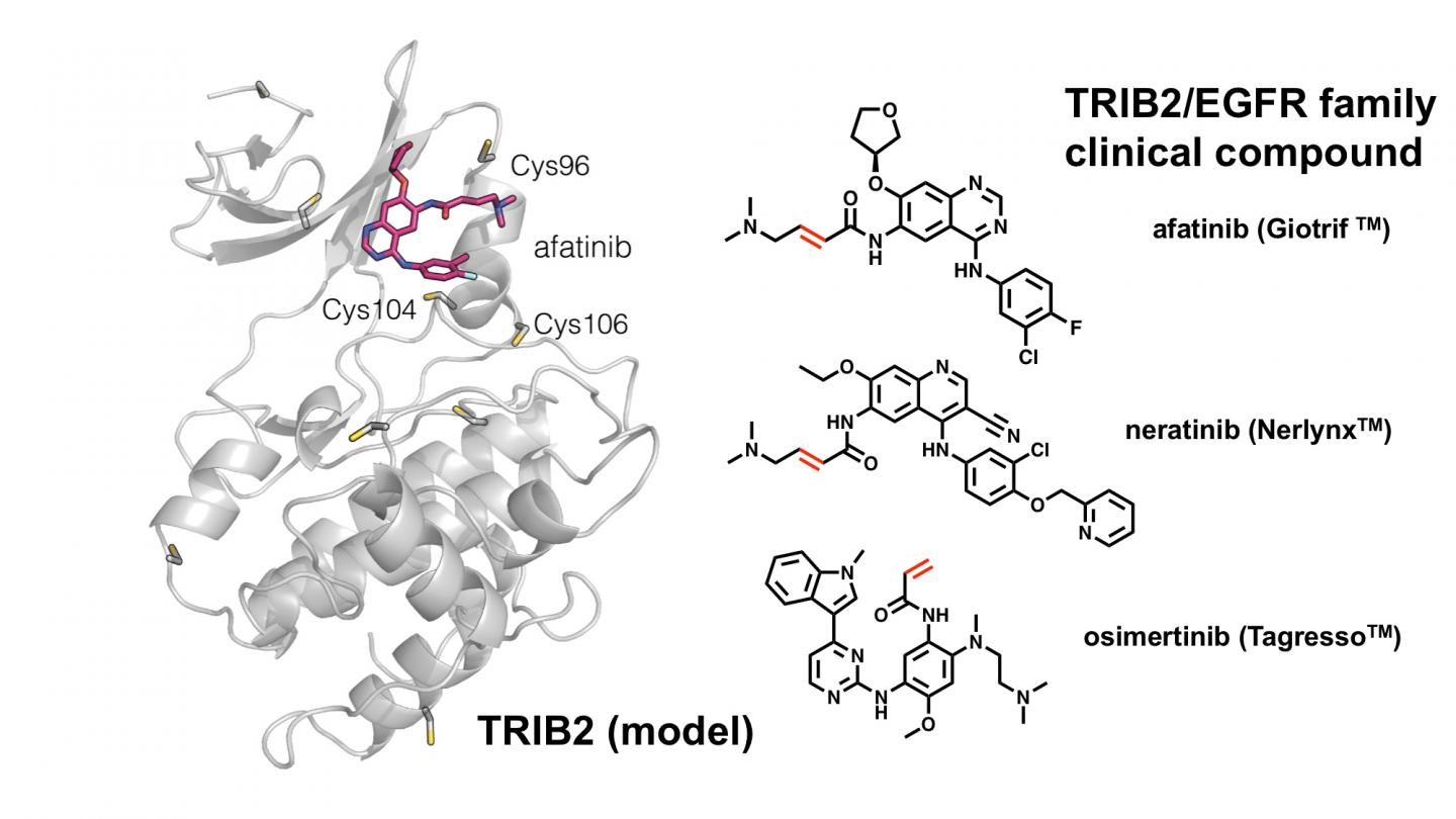 Approved Lung Cancer Drug May Find New Use as Leukemia Treatment ...