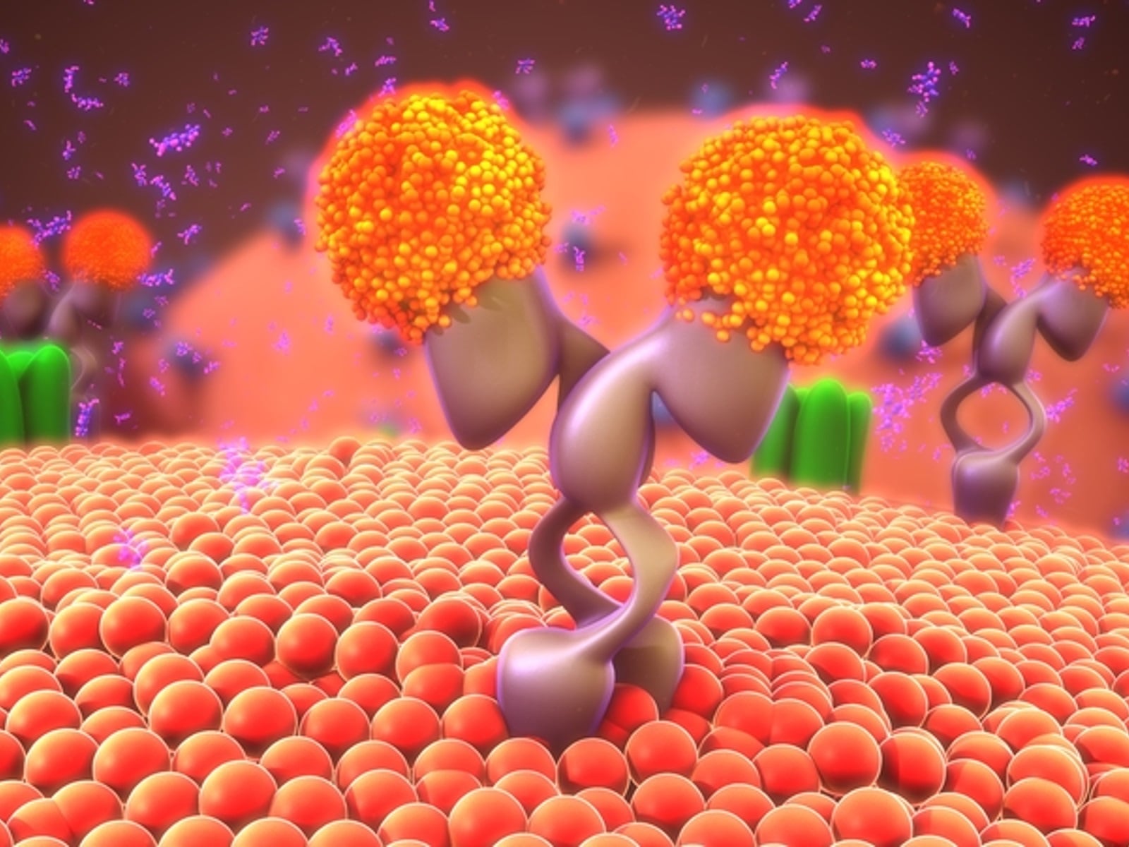 Poster: Origin of Normal and Neoplastic B Cells | Biocompare: The Buyer ...
