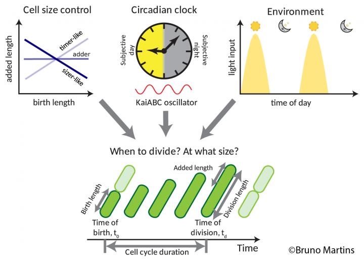 Circadian Clock Impacts Cell Size Control | Biocompare: The Buyer's ...