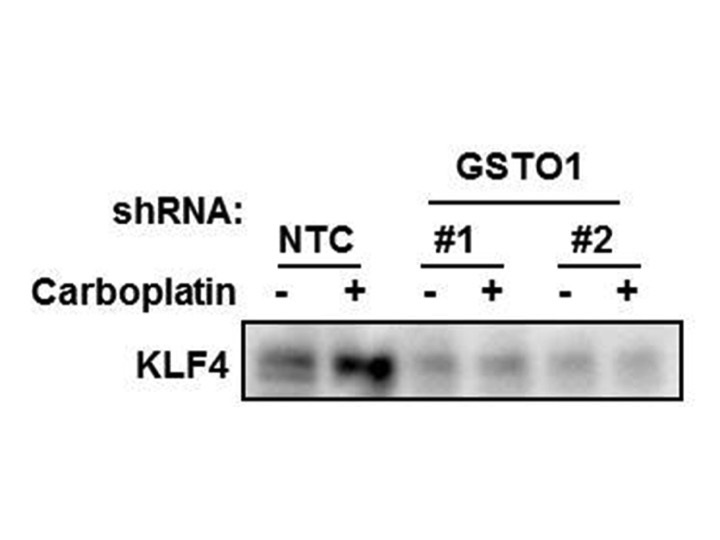 KLF4 Antibody from Novus Biologicals | Biocompare Antibody Review