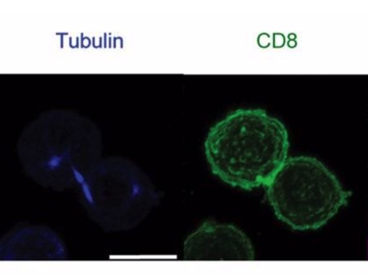 Great Tubulin for Confocal Microscopy | Biocompare Antibody Review