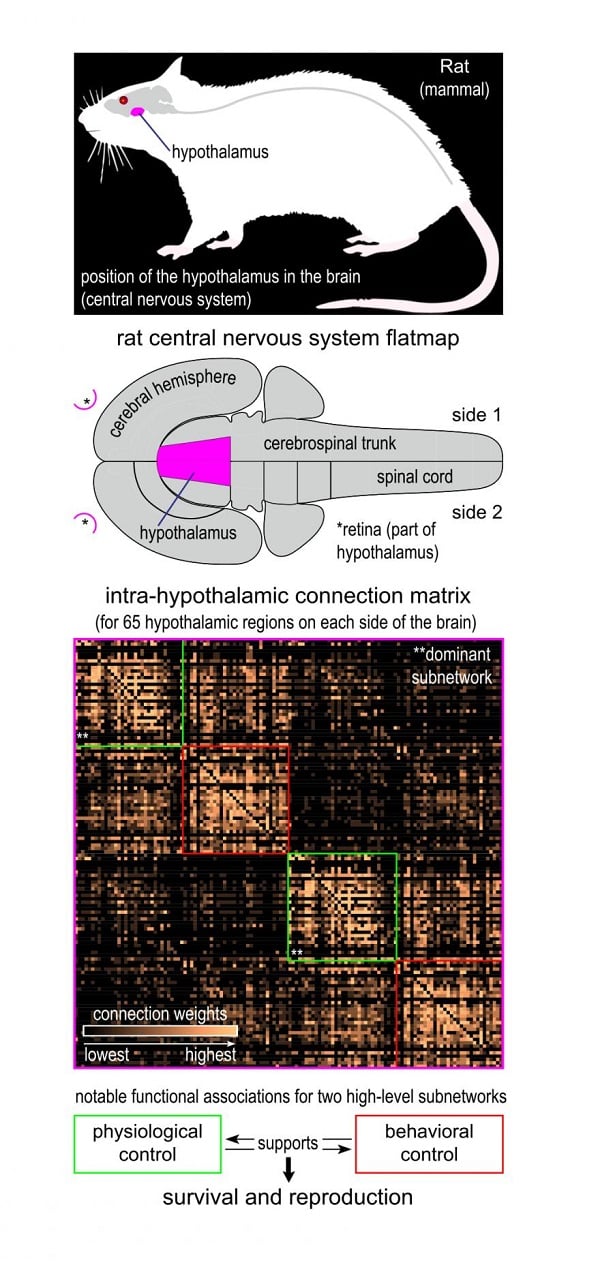 Map of the Hypothalamus Reveals a Highly Connected, Efficient System ...
