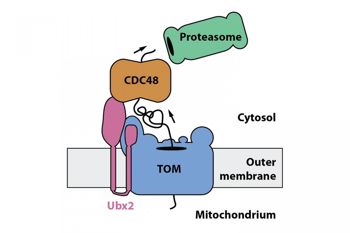 Clearing the Mitochondrial Protein Blockade | Biocompare: The Buyer's ...