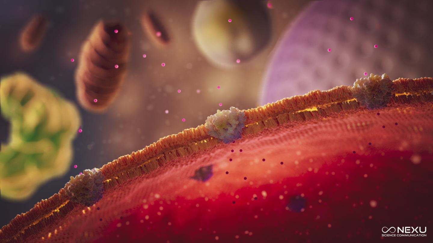 How HCV ‘Ghosts’ the Immune System | Biocompare: The Buyer's Guide for ...