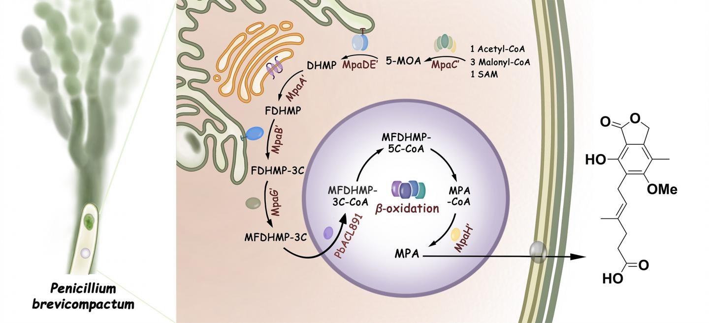 Biogenesis of Immunosuppressive Drug Finally Elucidated | Biocompare ...