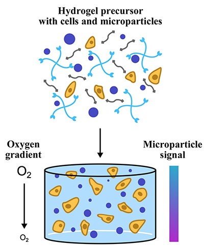 Microparticle Sensors Monitor Oxygen Levels in Engineered Tissues ...