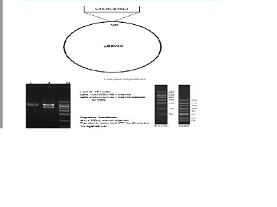 Cloning of Toxic Gene by GeneScript | Biocompare Antibody Review