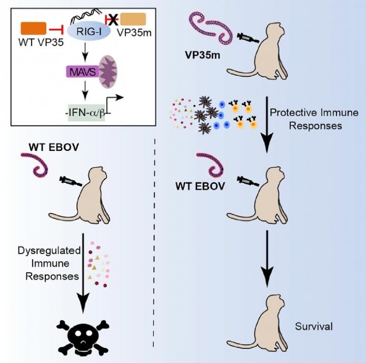 Live, Attenuated Ebola Virus Immunizes Monkeys | Biocompare: The Buyer ...