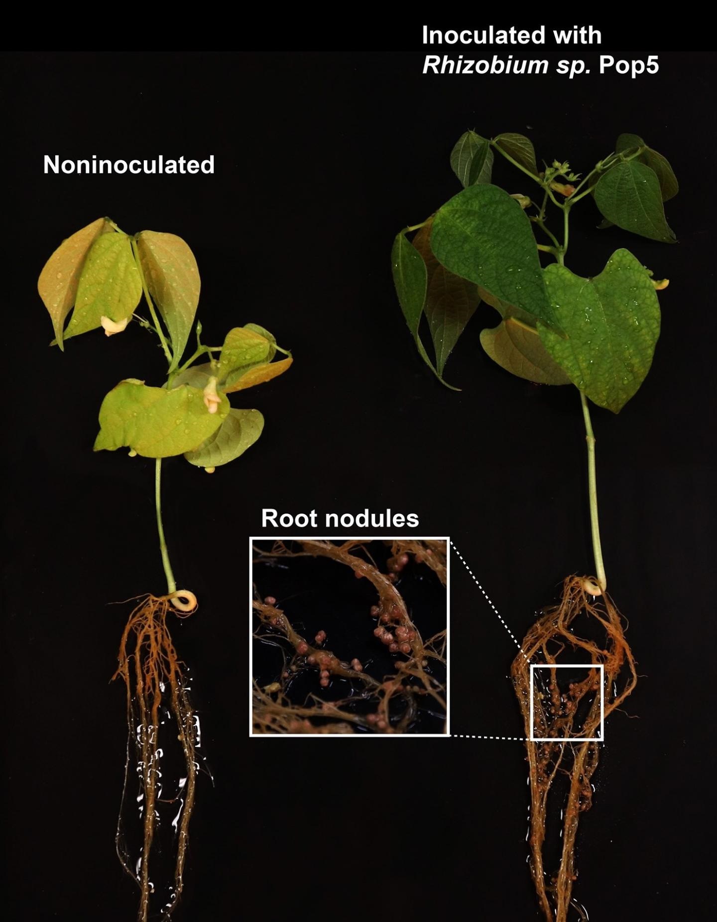 Rizobio Policing The Legume Rhizobium Symbiosis: A Critical Test Of