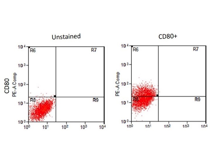 Staining CD80 in THP1 Cells | Biocompare Antibody Review