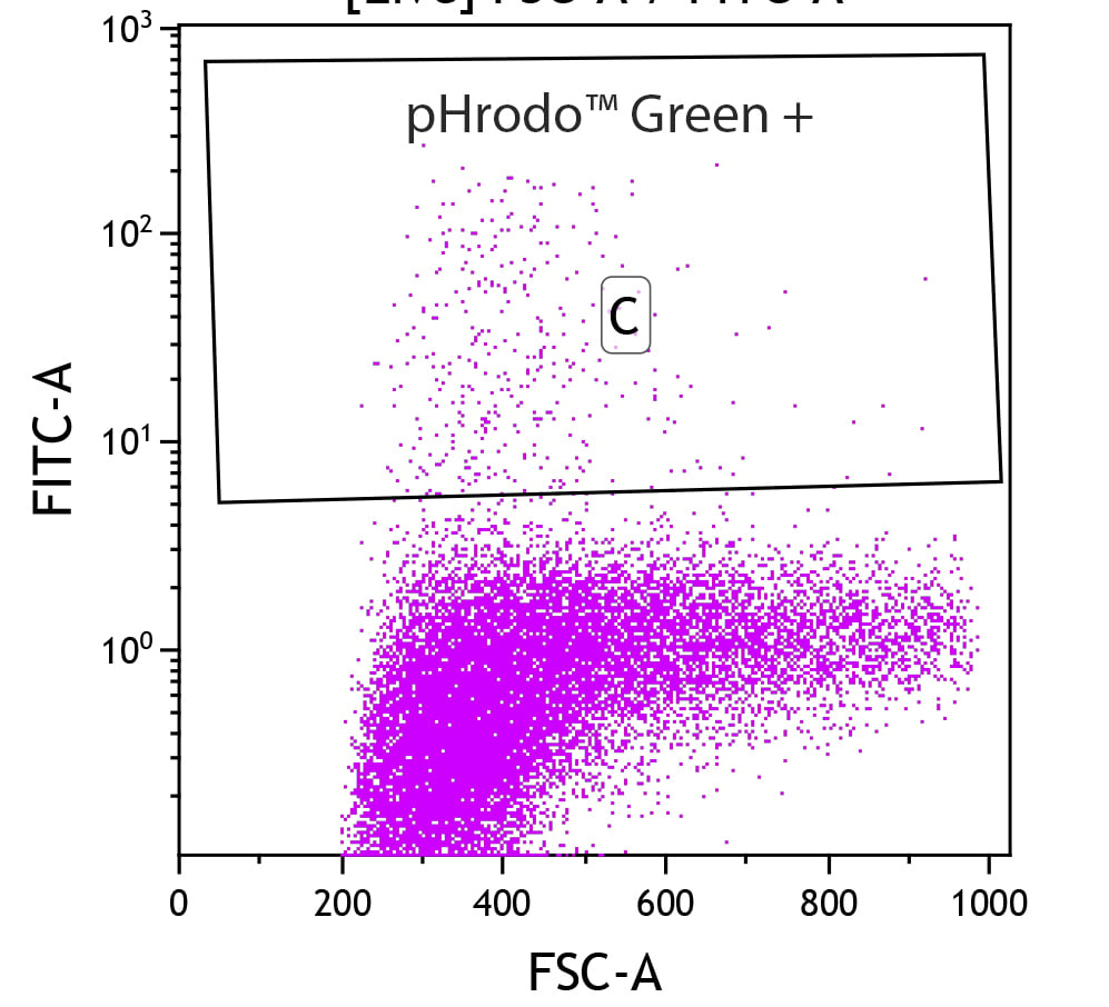 Engulfed pHrodo™ Green Labeled Apoptotic Endothelial Cells | Biocompare ...