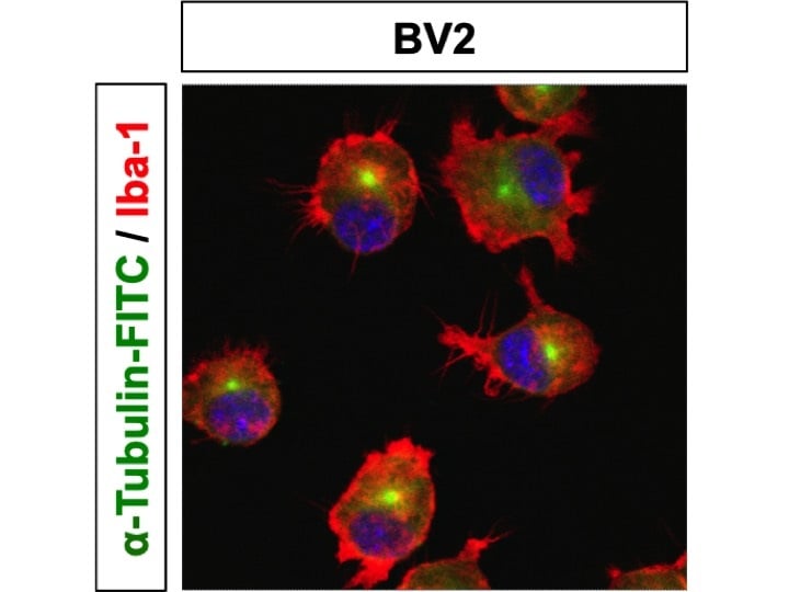 Detection of a-Tubulin in Microglia Cells | Biocompare Antibody Review
