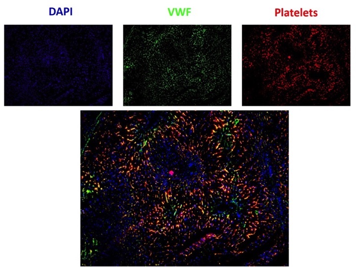 This CD41 Antibody Can Be Used for Fluorescent Staining | Biocompare ...