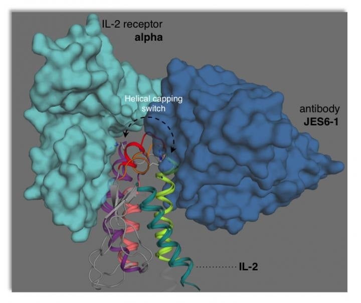 Structure and Mechanism of Immune Modulator IL-2 | Biocompare: The ...
