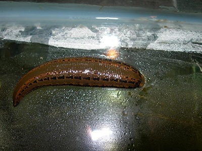 Draft Genome of Medicinal Leech Reveals Abundance of Anticoagulants in ...