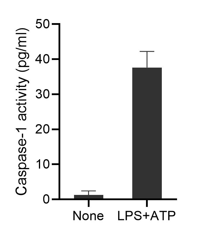 The Caspase-1 ELISA Works for Detection of Active Caspase-1 ...