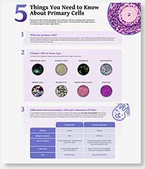 Infographic: 5 Things You Need to Know About Primary Cells | Biocompare ...