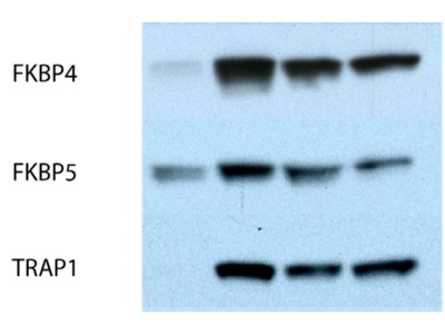 Dependable FKBP4 Ab | Biocompare Antibody Review