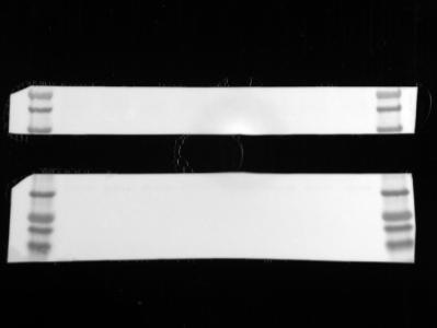 GenDEPOT Xpert 2 Prestained Protein Marker Western Blot marker ...