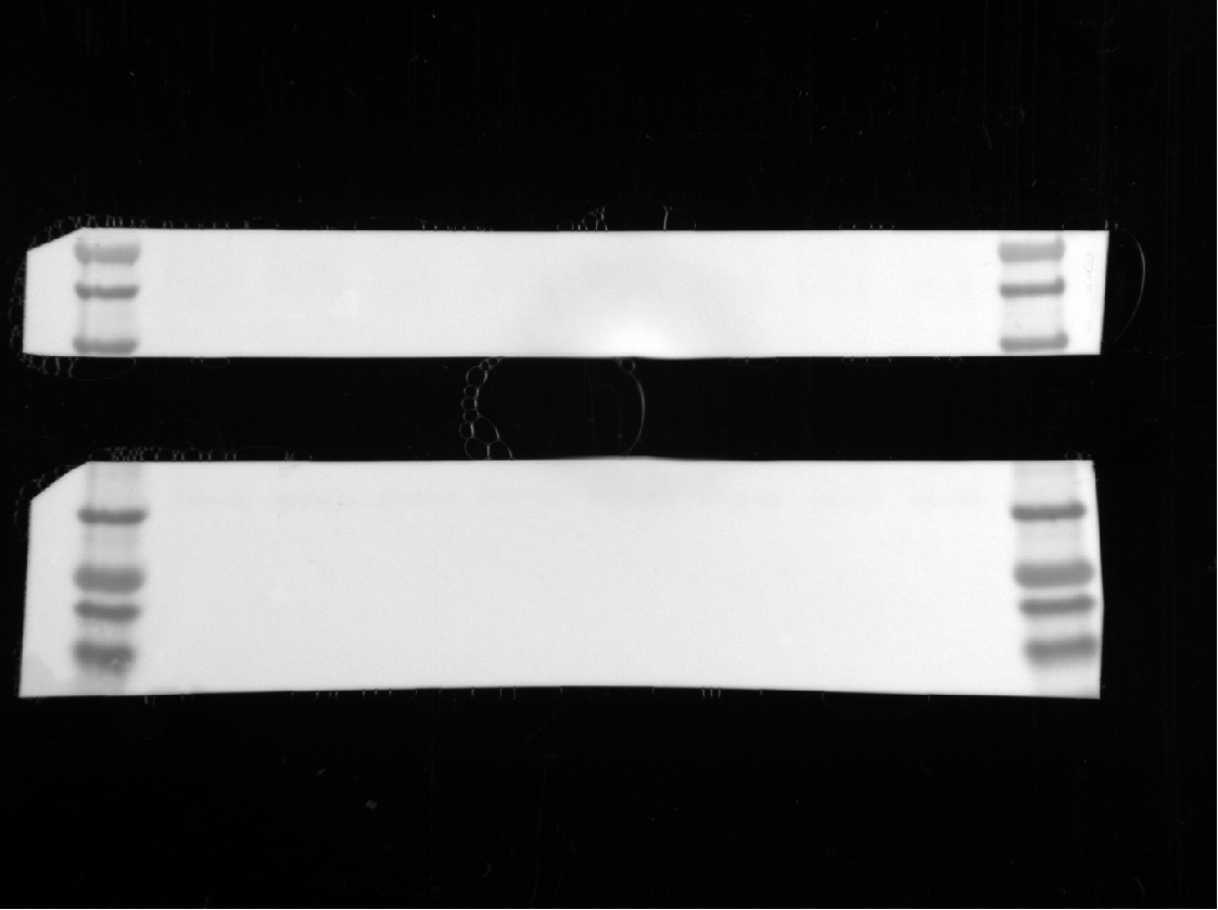 GenDEPOT Xpert 2 Prestained Protein Marker Western Blot marker ...