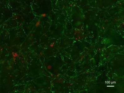 Great Dye for Live Cell Imaging | Biocompare.com Kit/Reagent Review