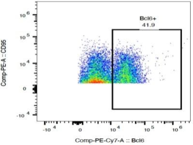 Strong Staining with PE-Cy™7 Antibody | Biocompare Antibody Review